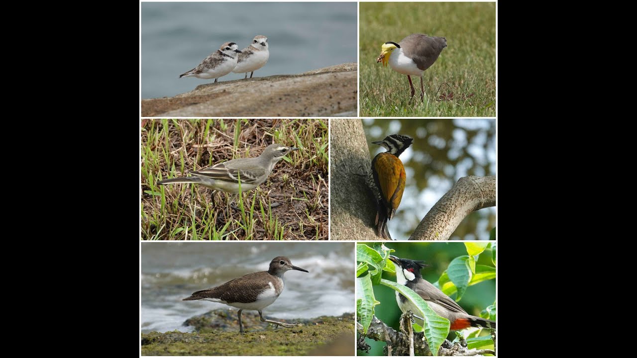 Birding in Singapore-Gardens by the Bay (GBTB). Sep 2023. - YouTube