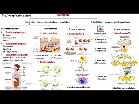Le système immunitaire : Résumé - YouTube