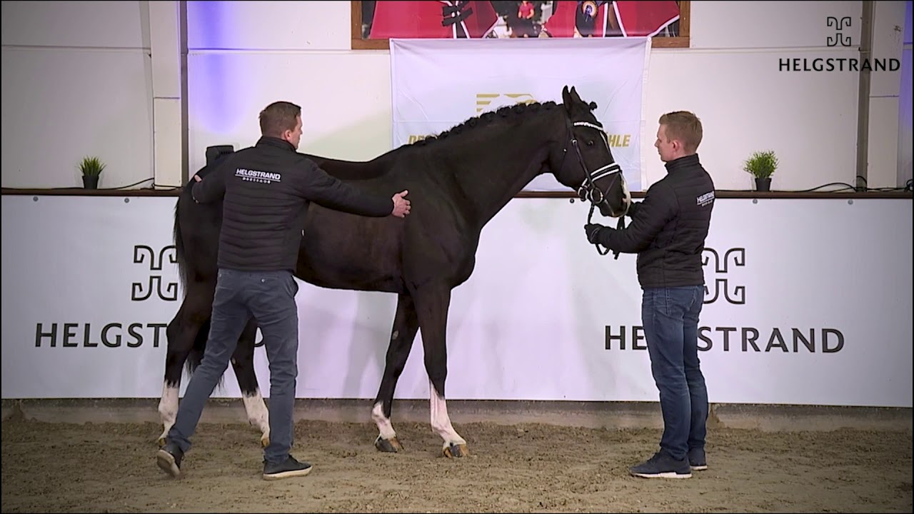 Suarez by Sezuan / Desperados - stallion 2015 (ENG) - YouTube