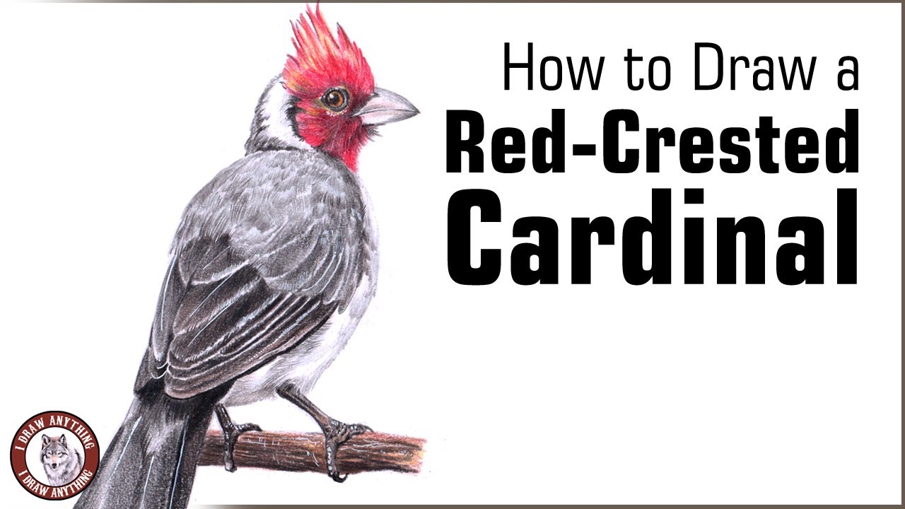 How to Draw a Red Crested Cardinal - Colored Pencil Drawing - YouTube