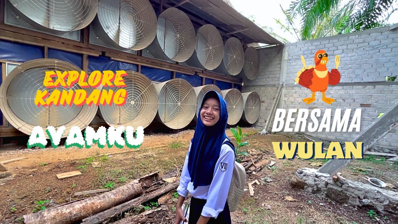 REVIEW KANDANG AYAMKU BERSAMA WULAN - YouTube