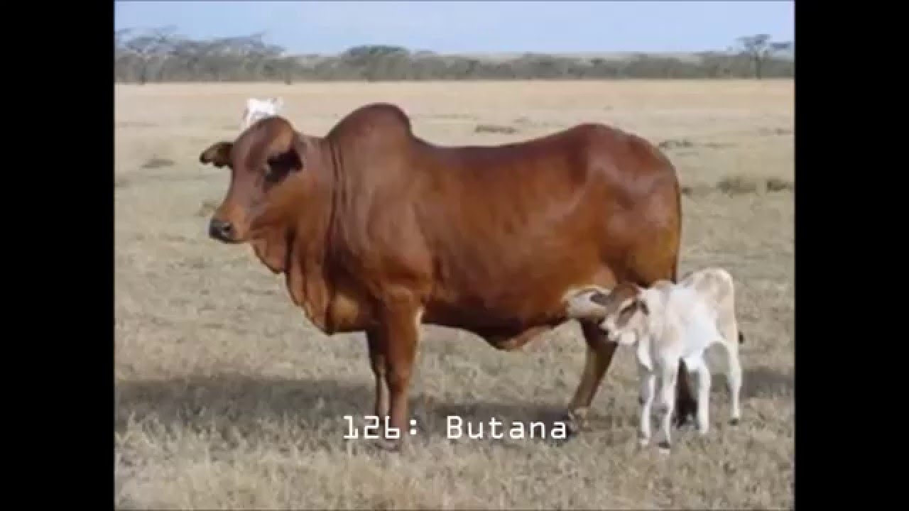 All cow breeds - letter B - YouTube