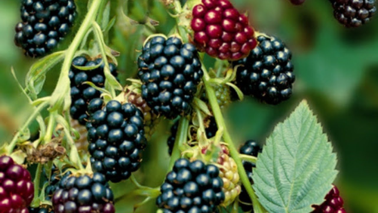 BALCK AND RED BLACKBERRY - YouTube