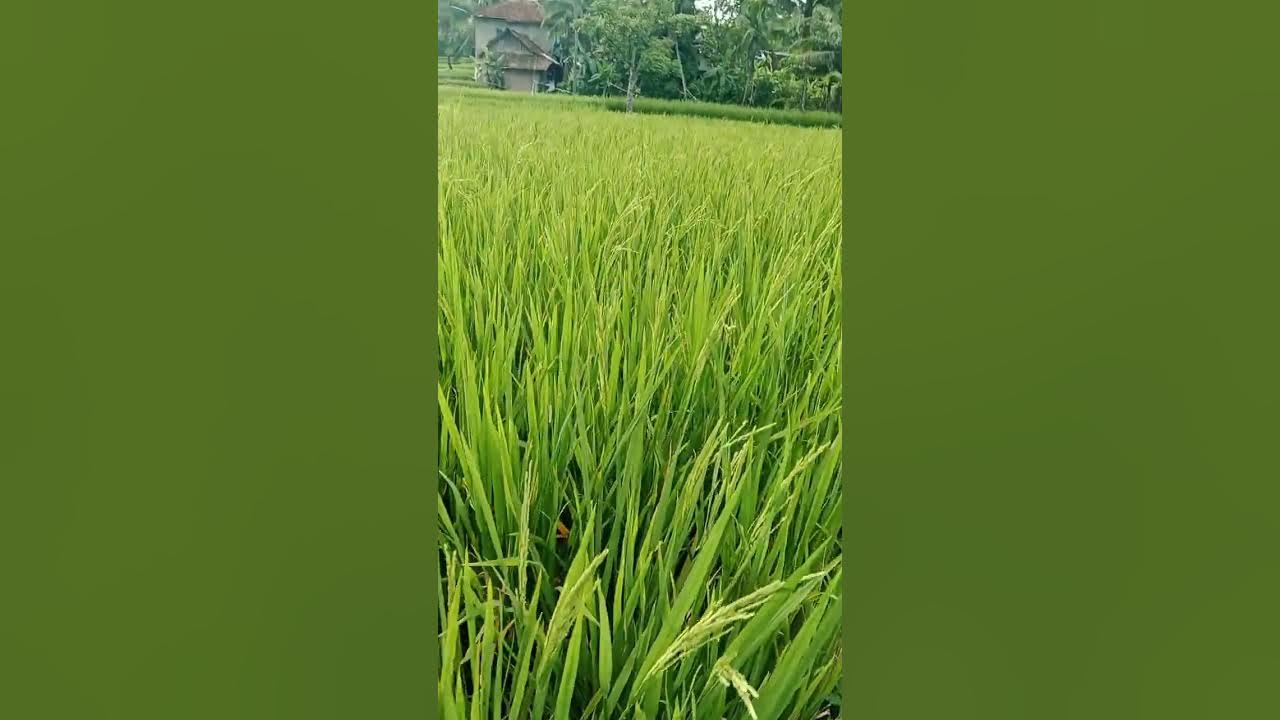 padi terbaru malai panjang - YouTube