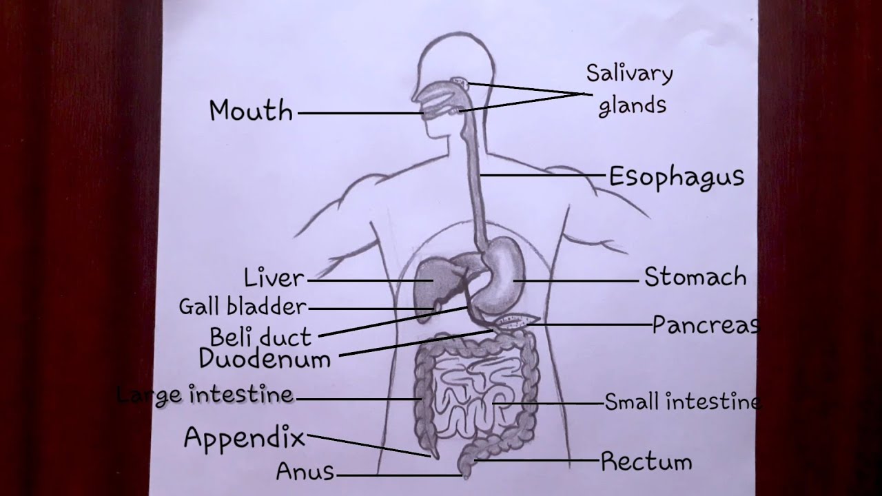 Human digestive system diagram drawing step by step // How to draw ...