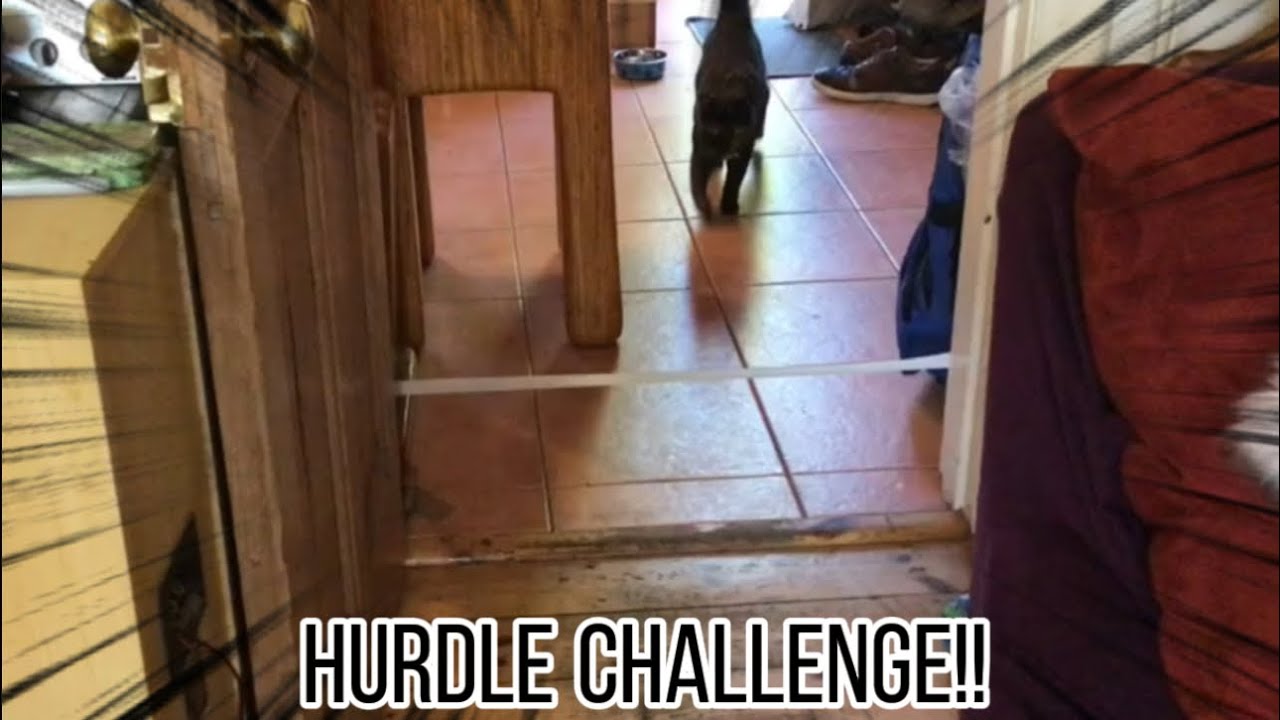 Cat hurdle challenge Can my cat make the jump? - YouTube