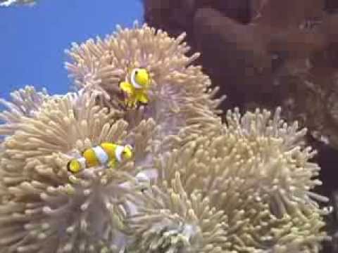 Staff Film 2005 - YouTube