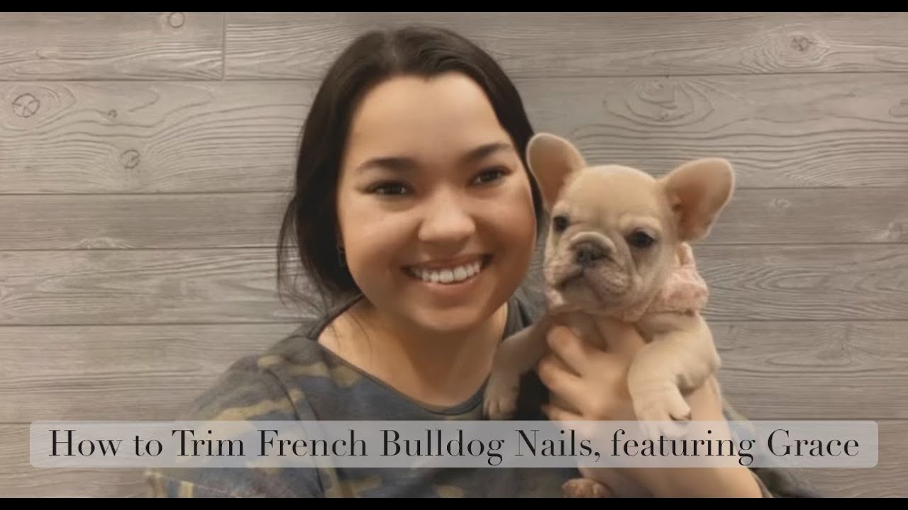How to Clip a French Bulldogs Nails - YouTube