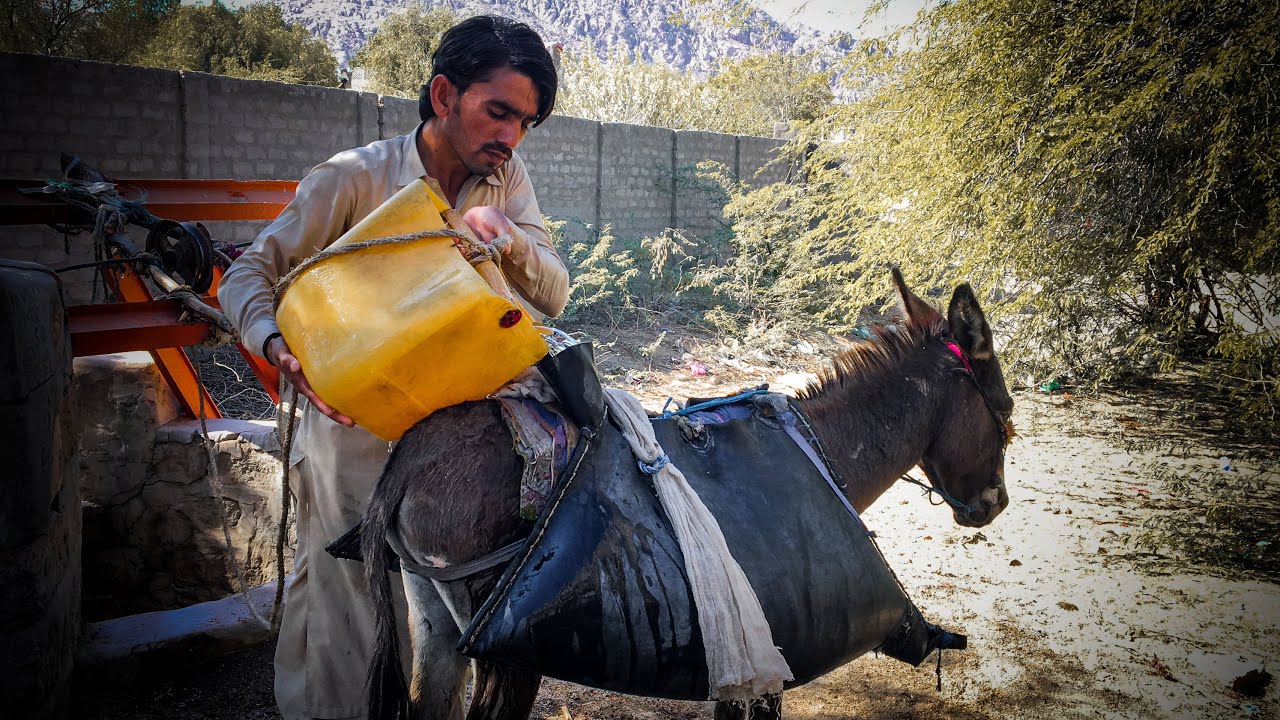 Donkey carrying heavy load on his back#donkey #animals #jenny - YouTube
