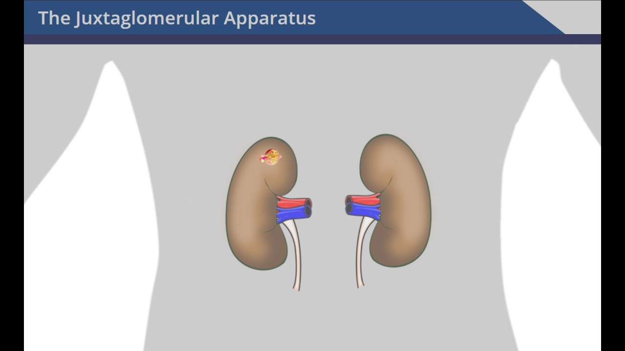 The Juxtaglomerular Apparatus - YouTube