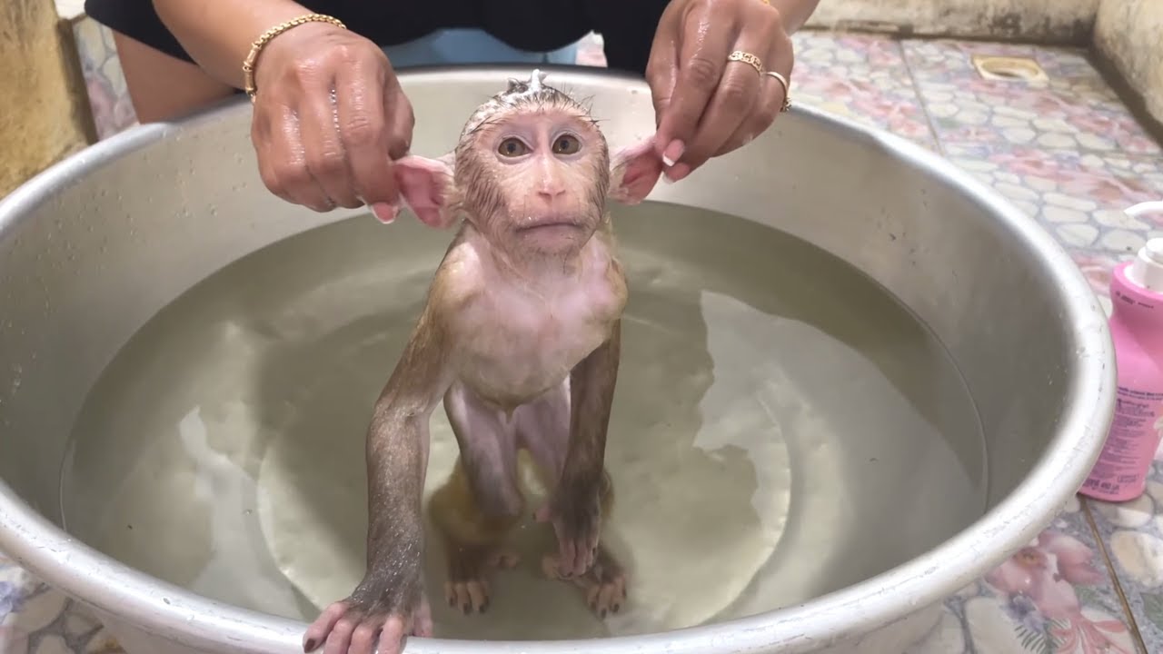 Lovely Jessa Let Mom Clean Ear Shampoo - YouTube