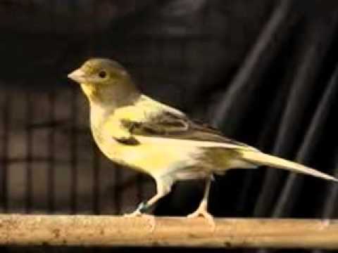 Kenari Lizard - YouTube