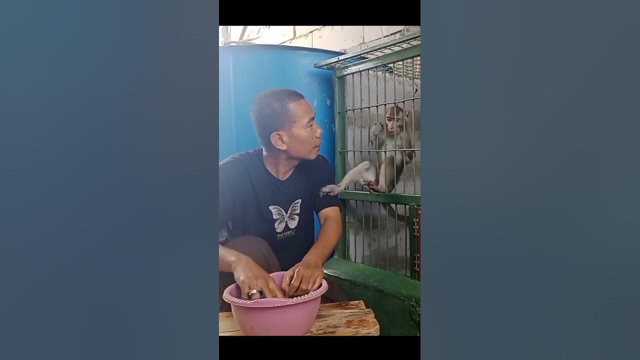 MONYET LUCU CUCIIN BAJU MONJI - YouTube