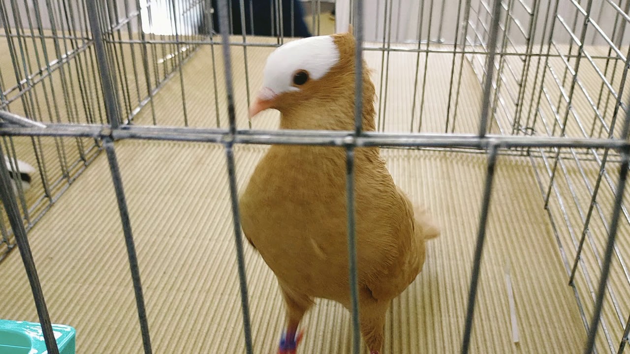 NPAB show 2020(Mookee pigeons))) - YouTube