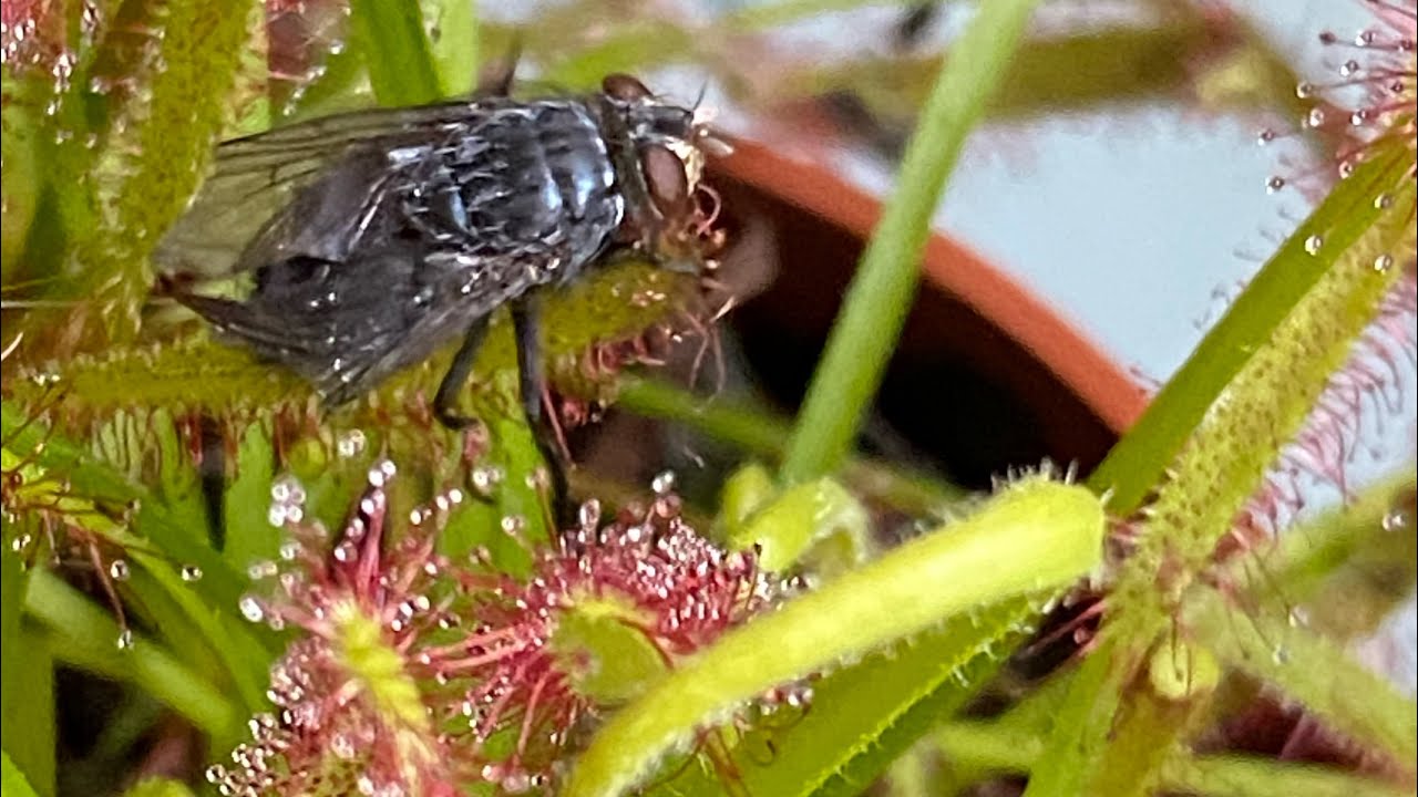 Cape sundew catching a fly@Gardenguru604 - YouTube