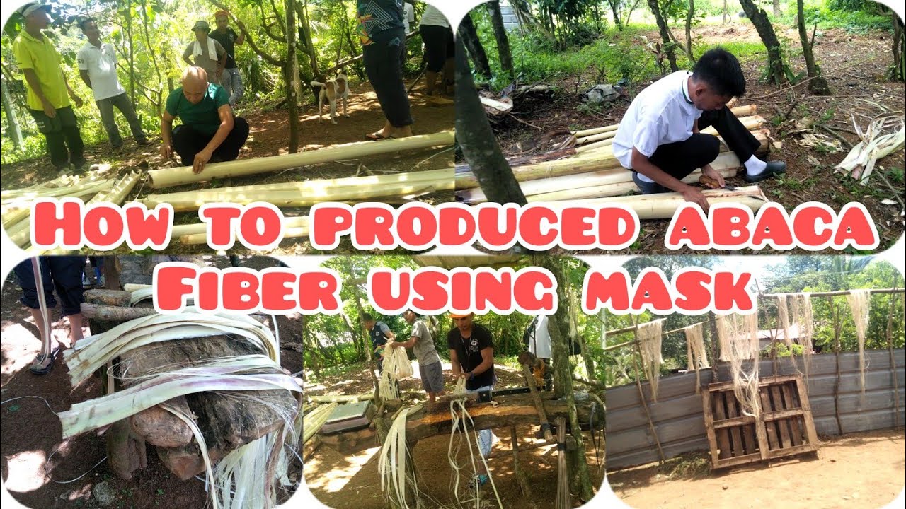 HOW TO PRODUCED ABACA FIBER USING MODIFIED ABACA STRIPPING KNIFE (MASK ...