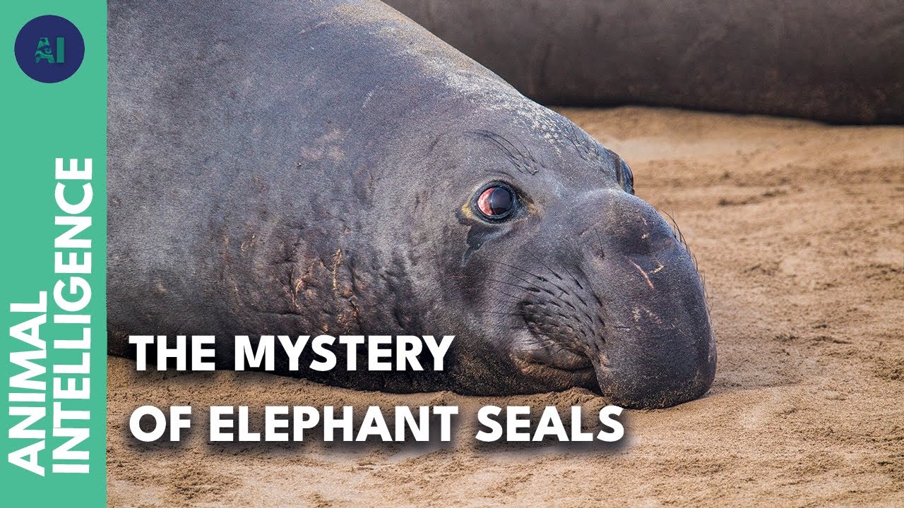 Uncharted depth of the sea: biology of elephant seal revealed | AI ...