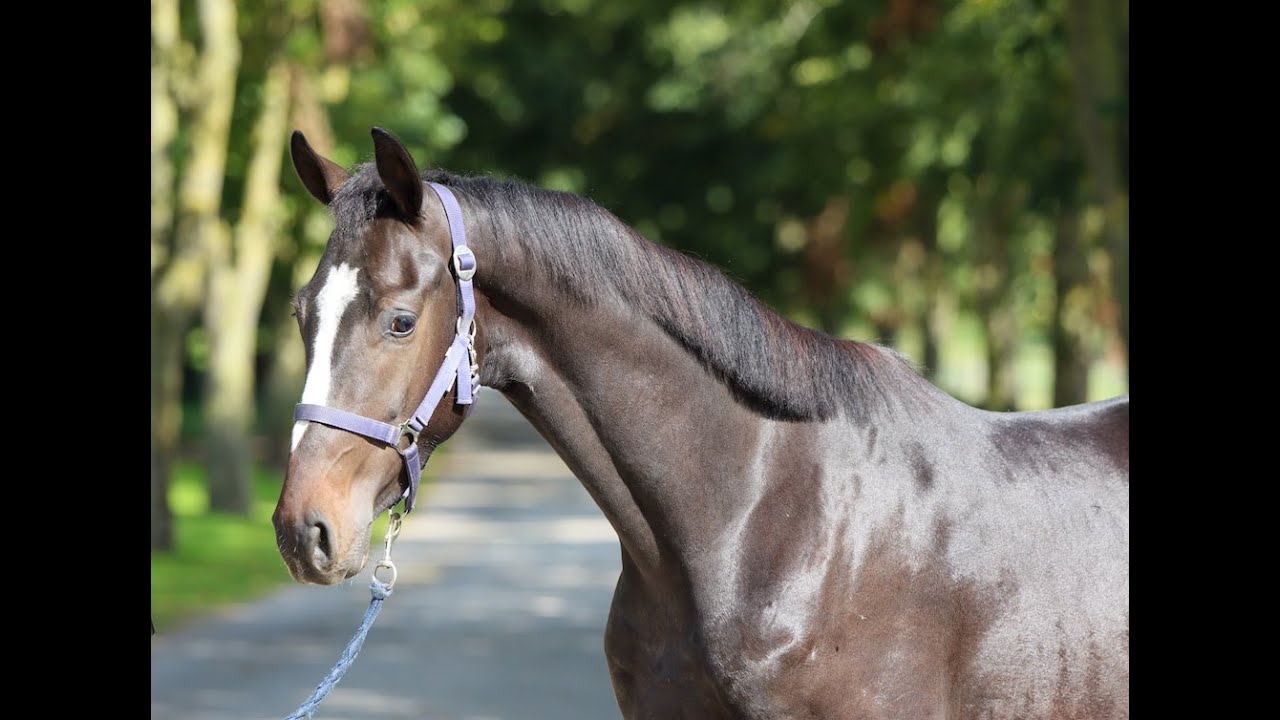 2019 Stallion Desperado x Apache - YouTube