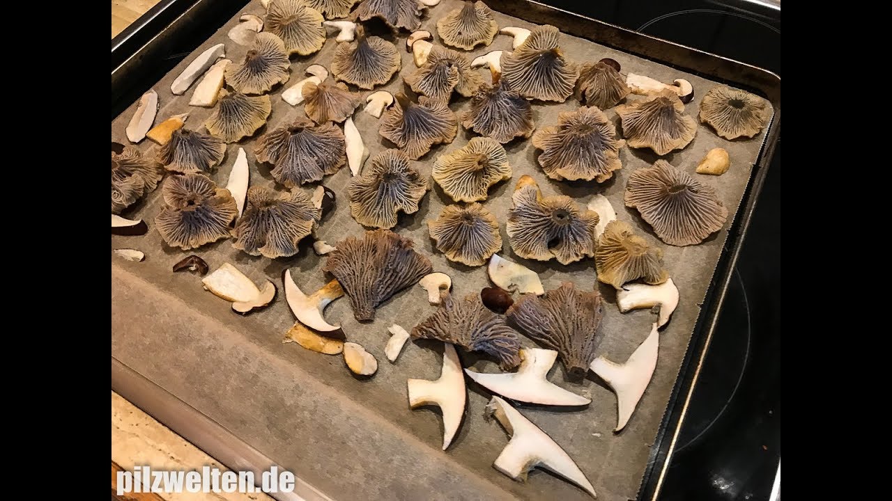 Pilze trocknen - Pilzpulver herstellen - YouTube