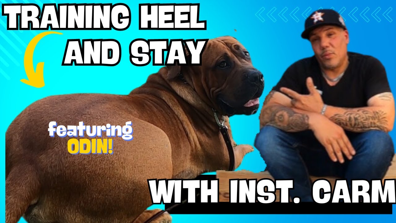 DOG TRAINING THE HEEL COMMAND AND STAY UNTIL RELEASED. - YouTube