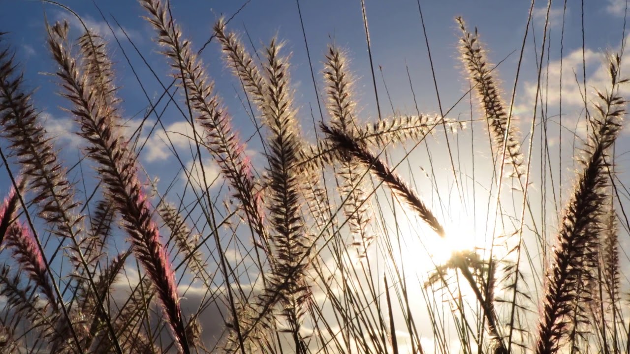 Motion Graphic Video | Video Footage | wheat agriculture | Video ...