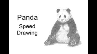 How To Draw A Realistic Panda Step By Step