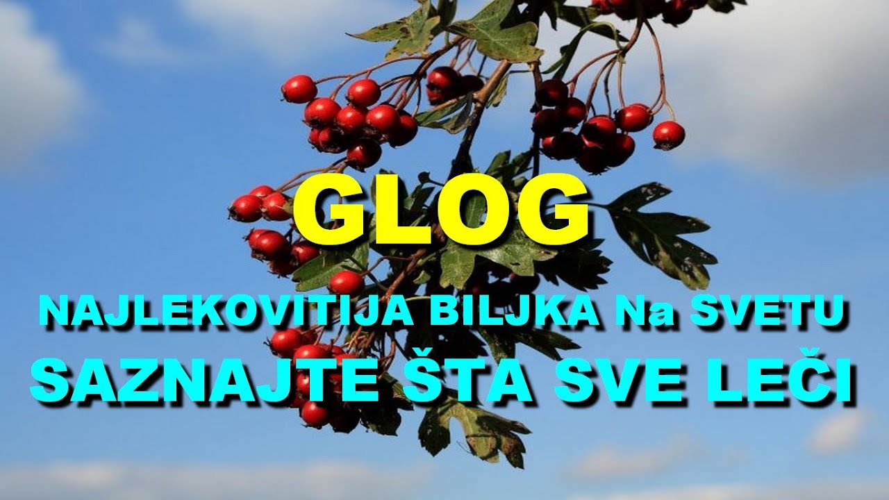 GLOG - NAJLEKOVITIJA BILJKA Na SVETU - SAZNAJTE ŠTA SVE LEČI - YouTube