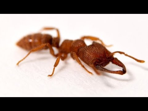 Schnellste Bewegung der Tierwelt: Dracula-Ameisen - niemand schnappt schneller | DER SPIEGEL