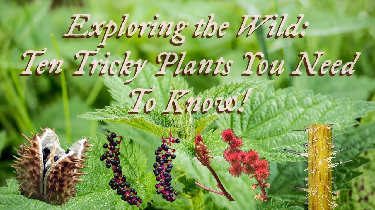 Exploring the Wild: 10 Tricky Plants You Need to Know! #wildplants # ...