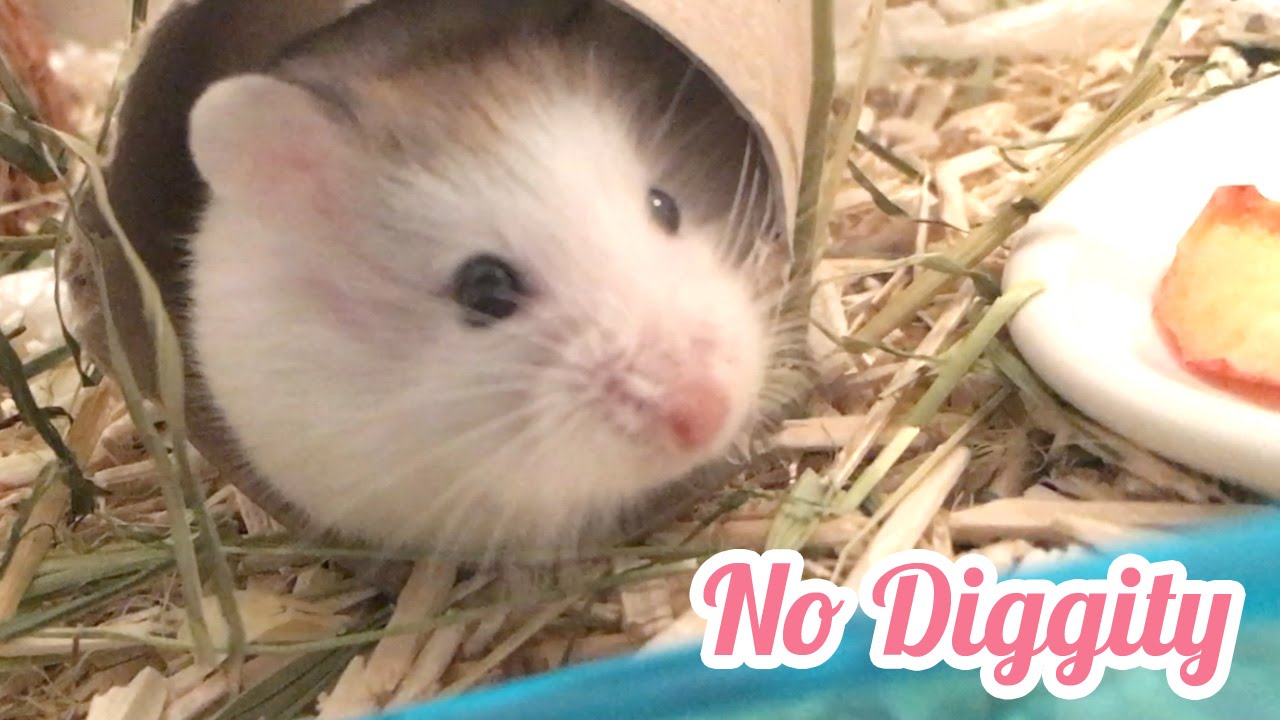 Tiny Hamster LOVES to Dig! - YouTube