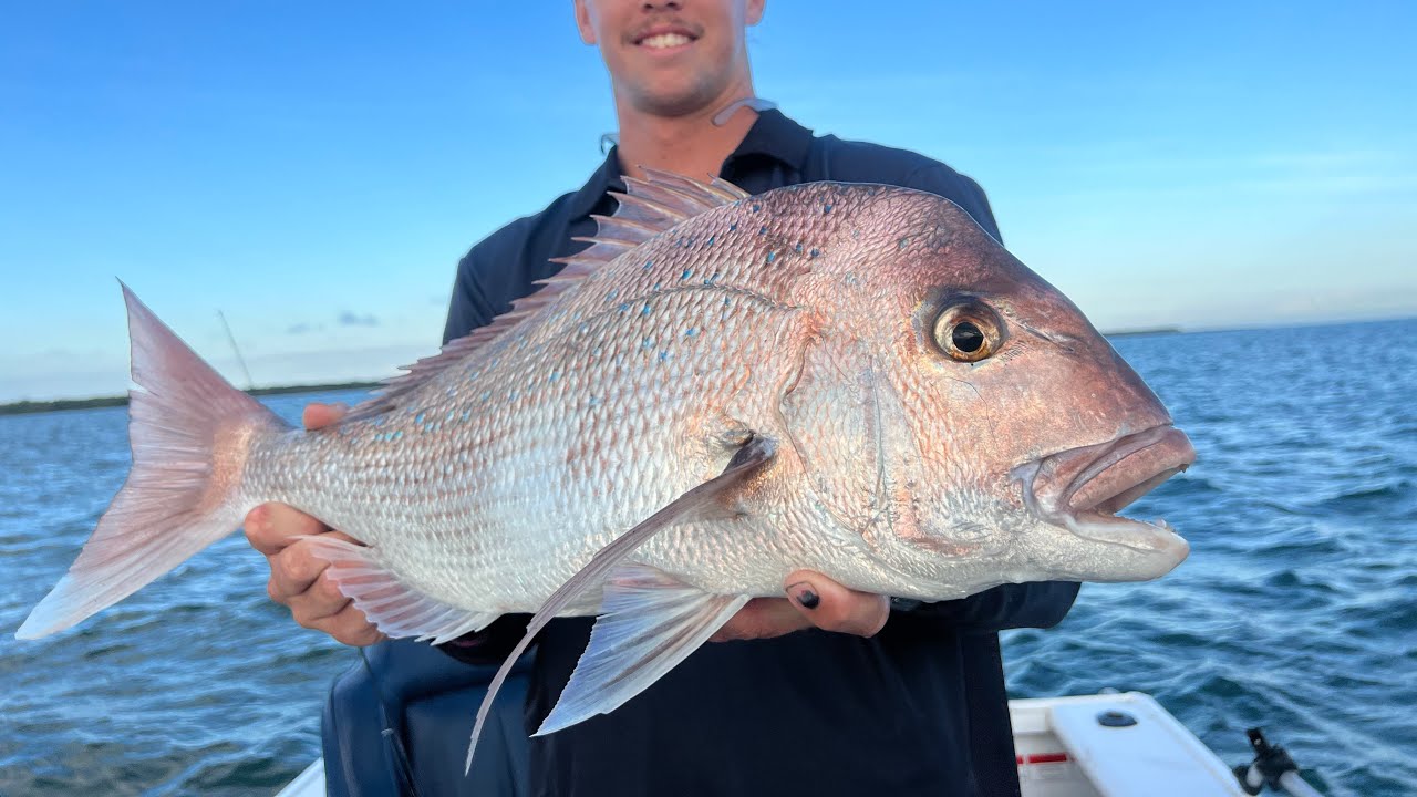 Big Snapper, Shallow Water. Mixed Reef Fish Session in Moreton Bay ...