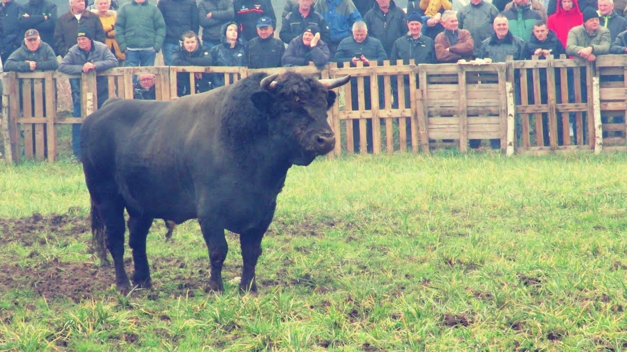 KUKAN OD TANASIĆA I BARIMBA OD PIPE VITEZ 2022 KORIDA - YouTube