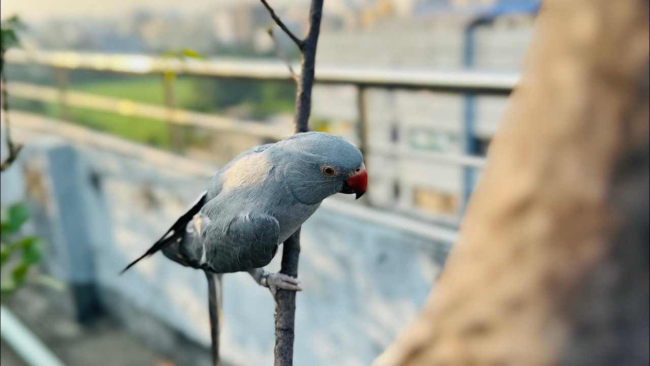 COCO the PARROT is live #parrot #cute - YouTube