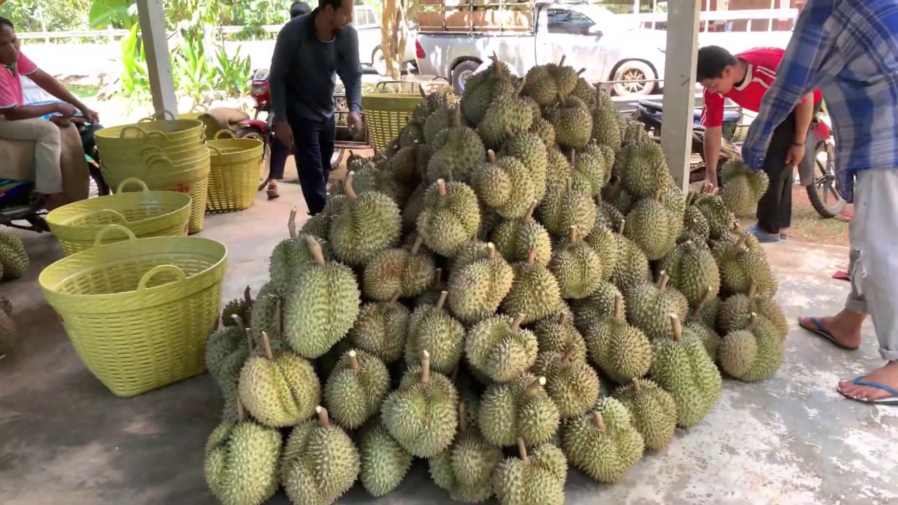 Durian Harvesting in Chumphon - YouTube
