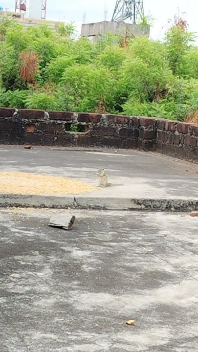 🐿️How Do Squirrels Find the Food they Hide? | How Animals Prepare for ...