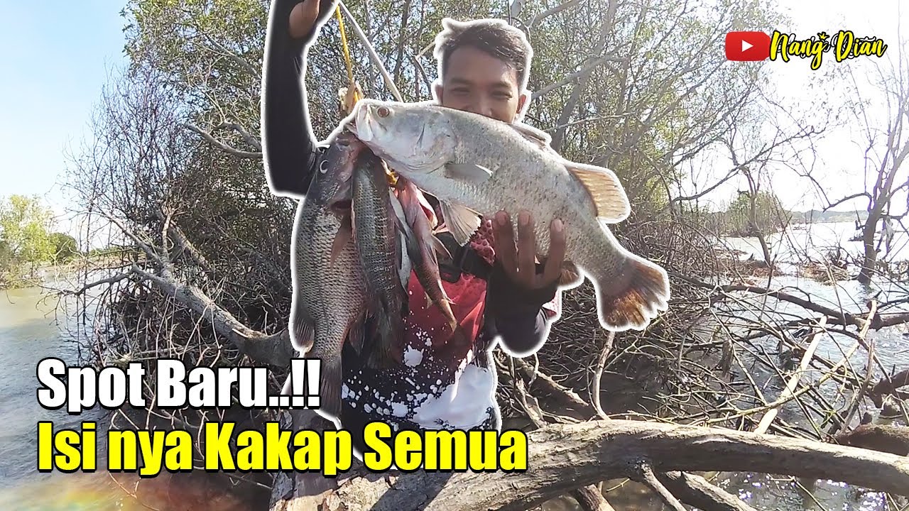 Gila Spot Baru..!! Mancing Kakap Muara Dapat Banyak | Umpan Udang Hidup ...