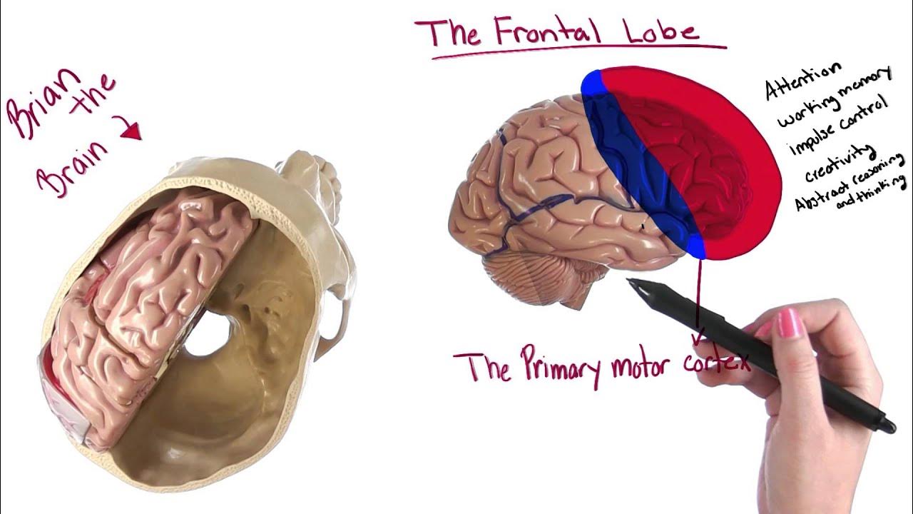 Structure of the brain - Intro to Psychology - YouTube