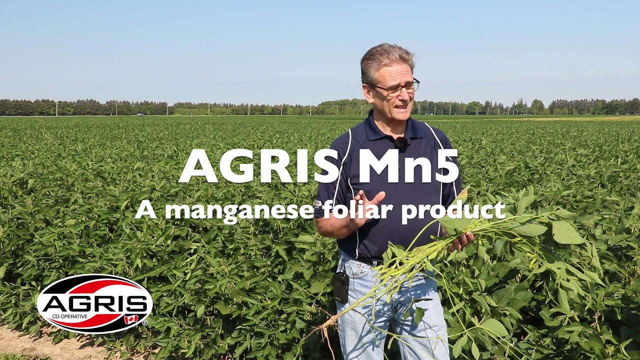AGRIS Mn5 foliar application - Dale Cowan at the AGRIS MiField ...