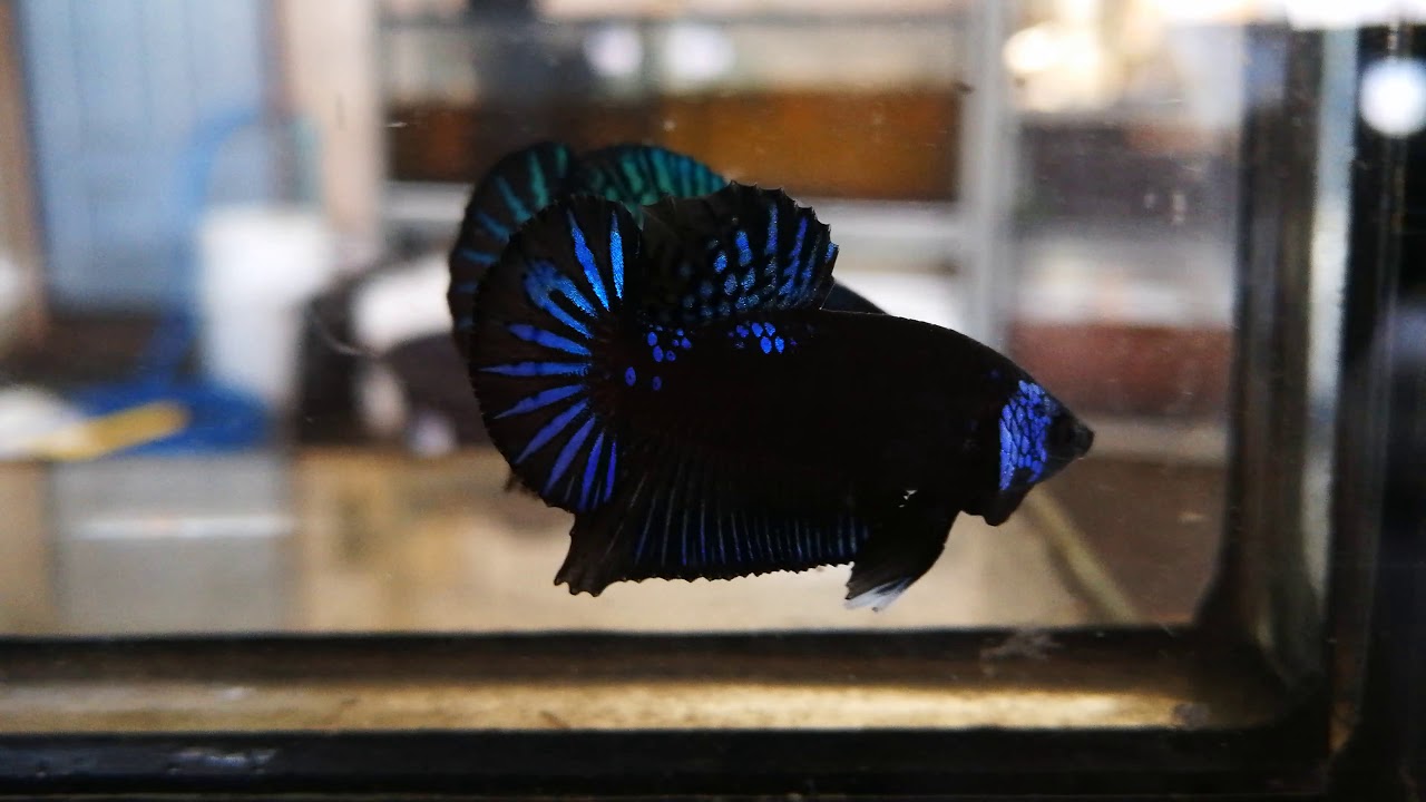 Top Grade HMPK Blue Black Mask Junior | BettaBossThailand - YouTube