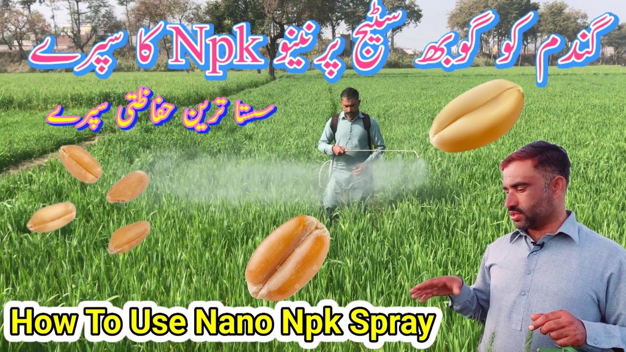 How To Use Nano Npk Spray For Wheat Crop ||How to make nano Npk ...