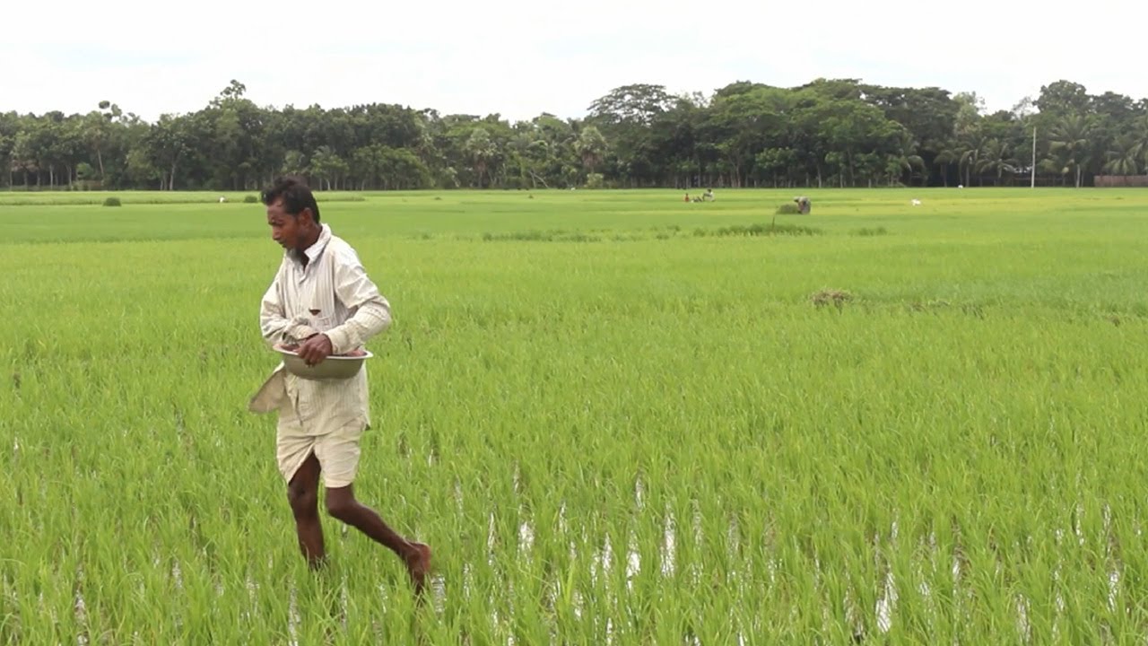 Fertilizer application in paddy fields || Village Agriculture system in ...
