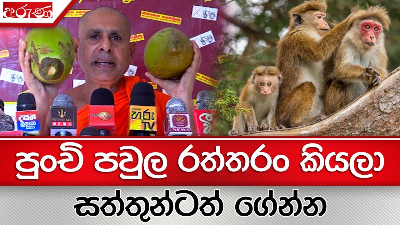 පුංචි පවුල රත්තරං කියලා සත්තුන්ටත් ගේන්න Aruna Lk Derana Aruna