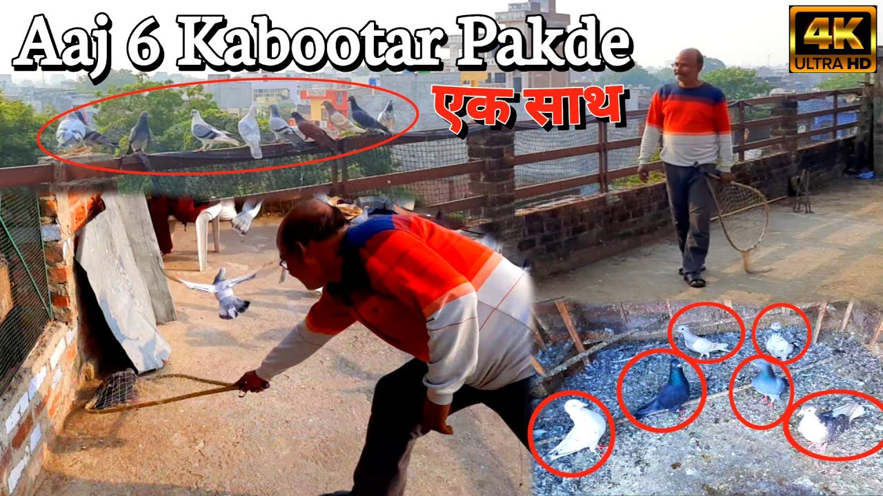 6 Kabootar pakde ek sath || Sahadatganj ki ladaiyya || Lucknow ki ...