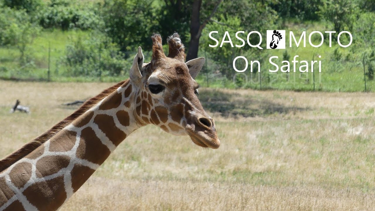 Wildlife Safari Drive Through Park Winston Oregon wildlife Safari wildlife-safari-drive-through-park-winston-oregon-wildlife-safari