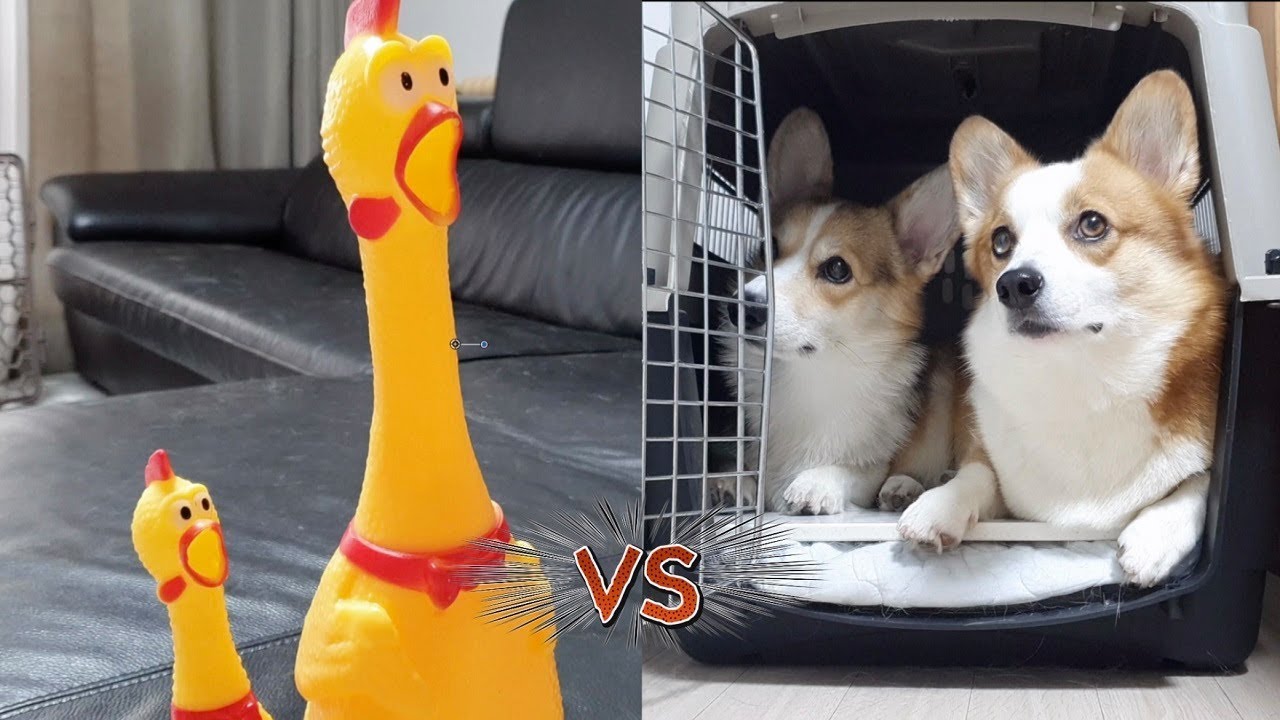 Dogs vs Crazy Chicken Prank 2 : Funny Dogs Scared of Chicken - YouTube