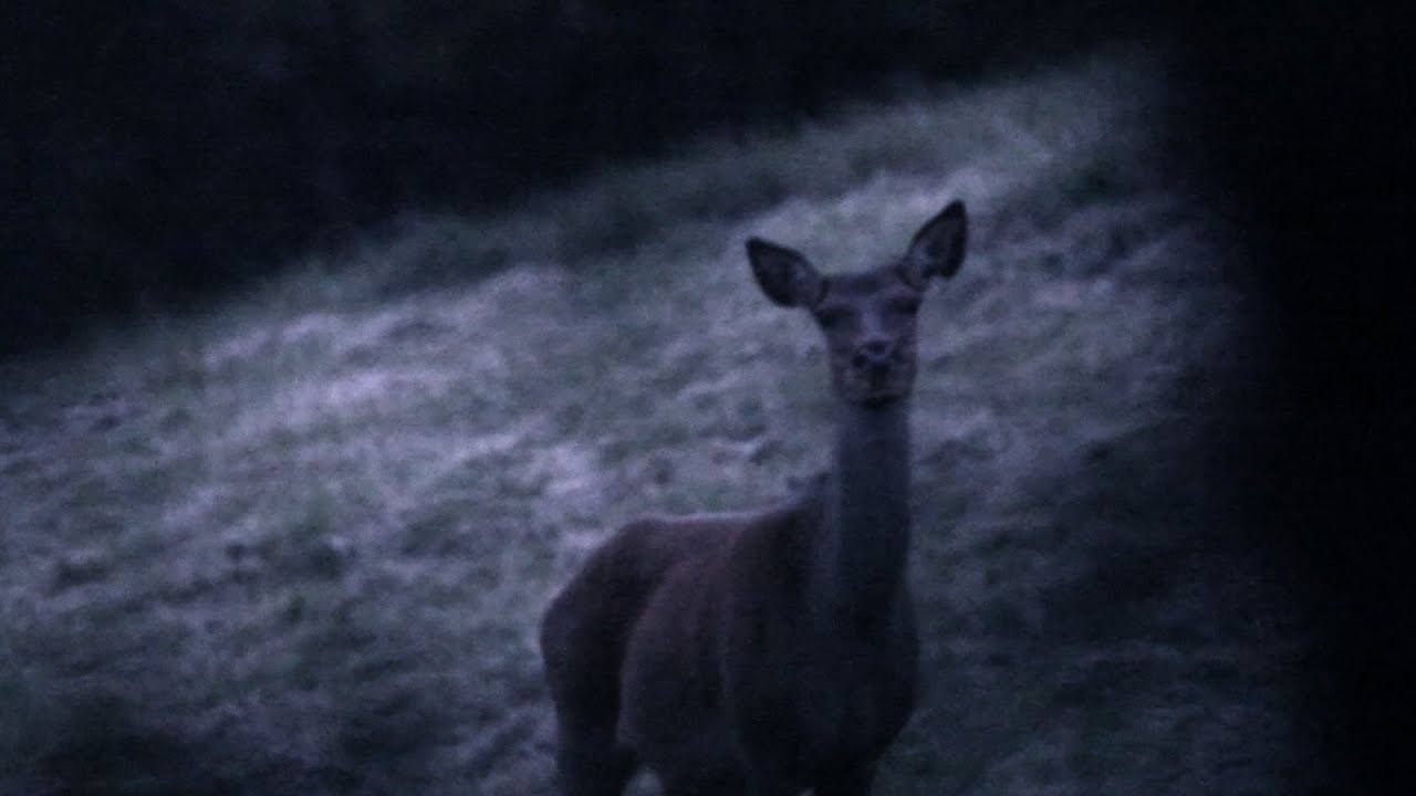 Biche et faon la nuit.../Doe 'n' fawn at night... - YouTube