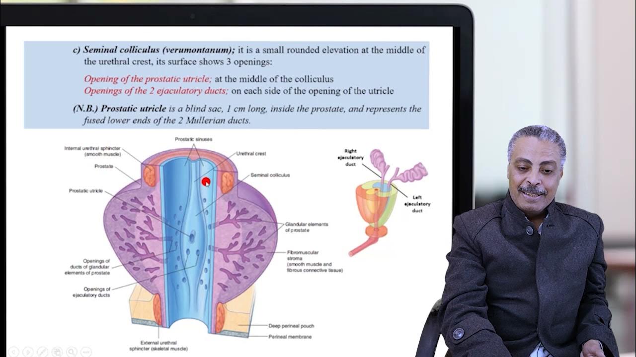 Urethra - YouTube