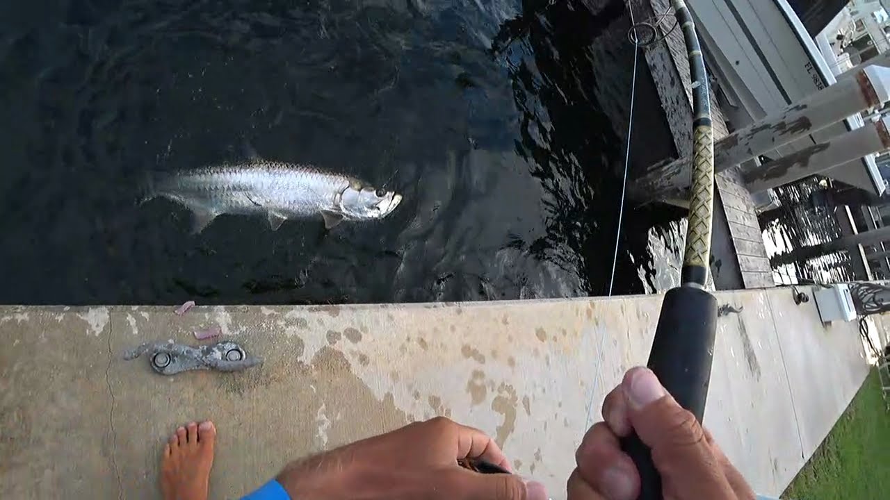 CRAZY FIGHT! 100lb TARPON from the Dock!!! Florida Keys FISHING LIVE on ...