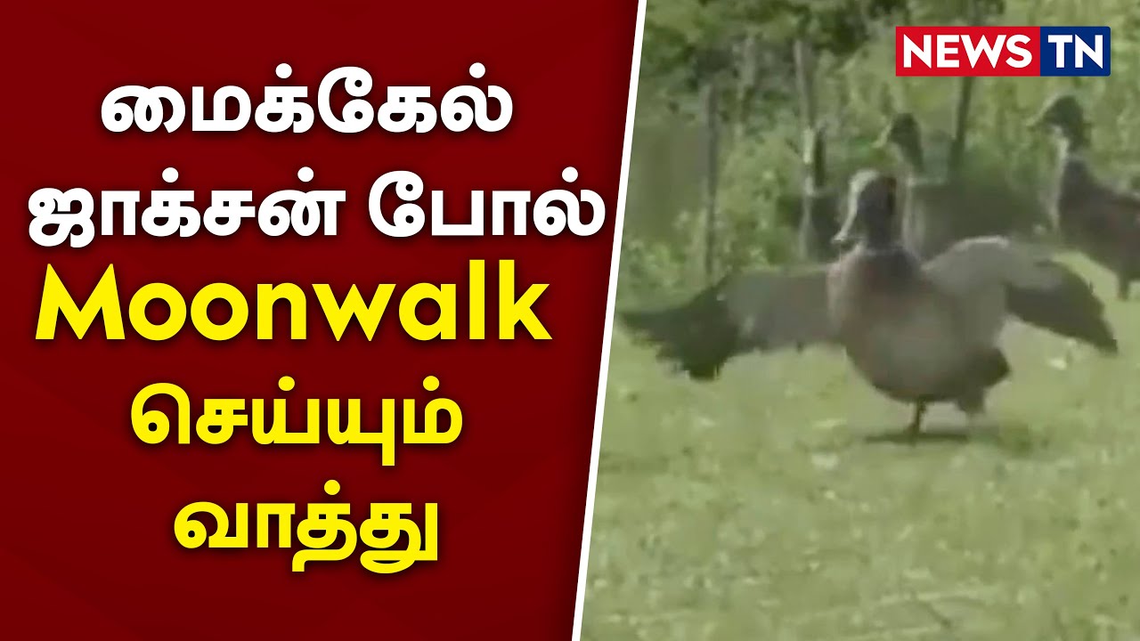 Duck does a moonwalk like Michael Jackson | Animation| Dancing bird ...