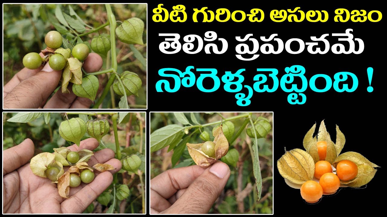 వీటి గురించి అసలు నిజం తెలిసి ప్రపంచమే నోరెళ్ళబెట్టింది ! || Budama ...